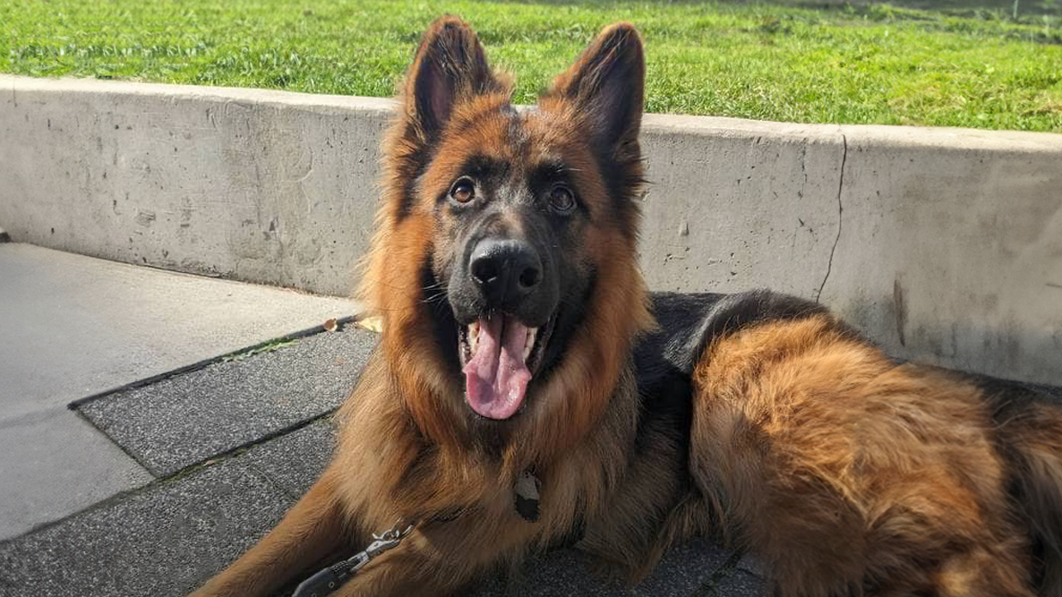 Portfolio | Blackstone Private Equity Strategies Fund SICAV